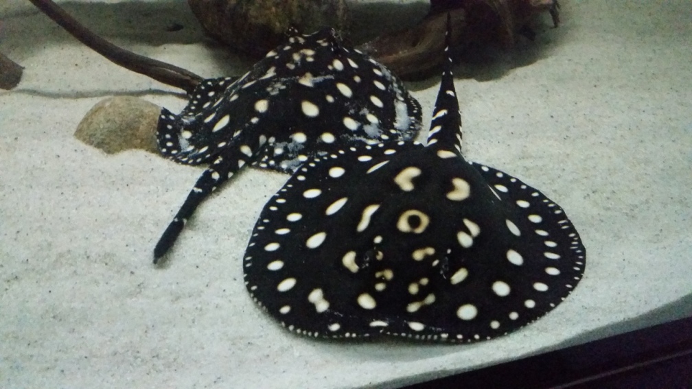 Příklad č 32333 z kategorie unknown