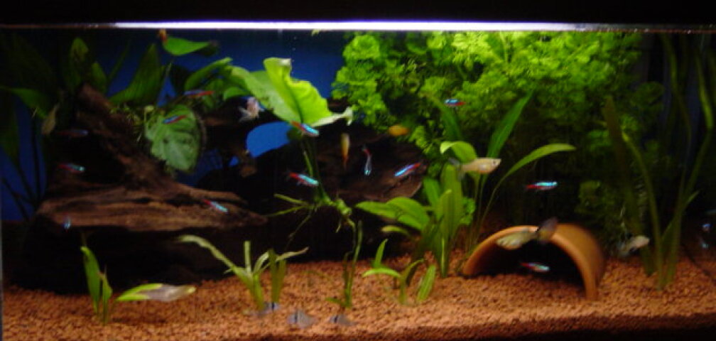 Example No 3749 from the category community tanks